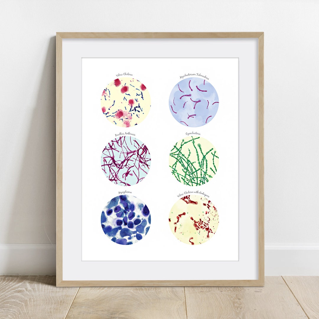 Bacteria Science Art Poster Science Print Wall Decor, Microbiology ...