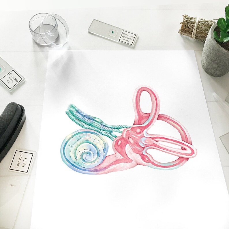 Ear Cochlea Science Art Inner Ear Print Biology Poster - Etsy