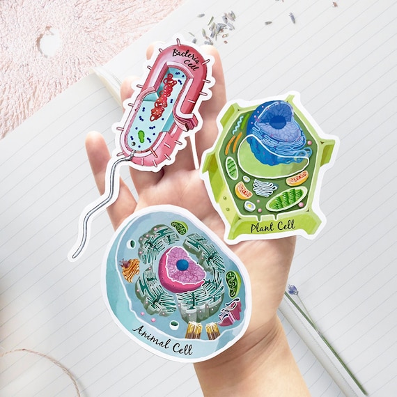 Cell Sticker Set of 3 Animal Cell Bacteria Cell Plant Cell | Etsy