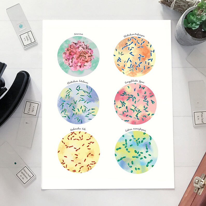 Foodborne Pathogens Collection Poster Bacteria Science Art | Etsy