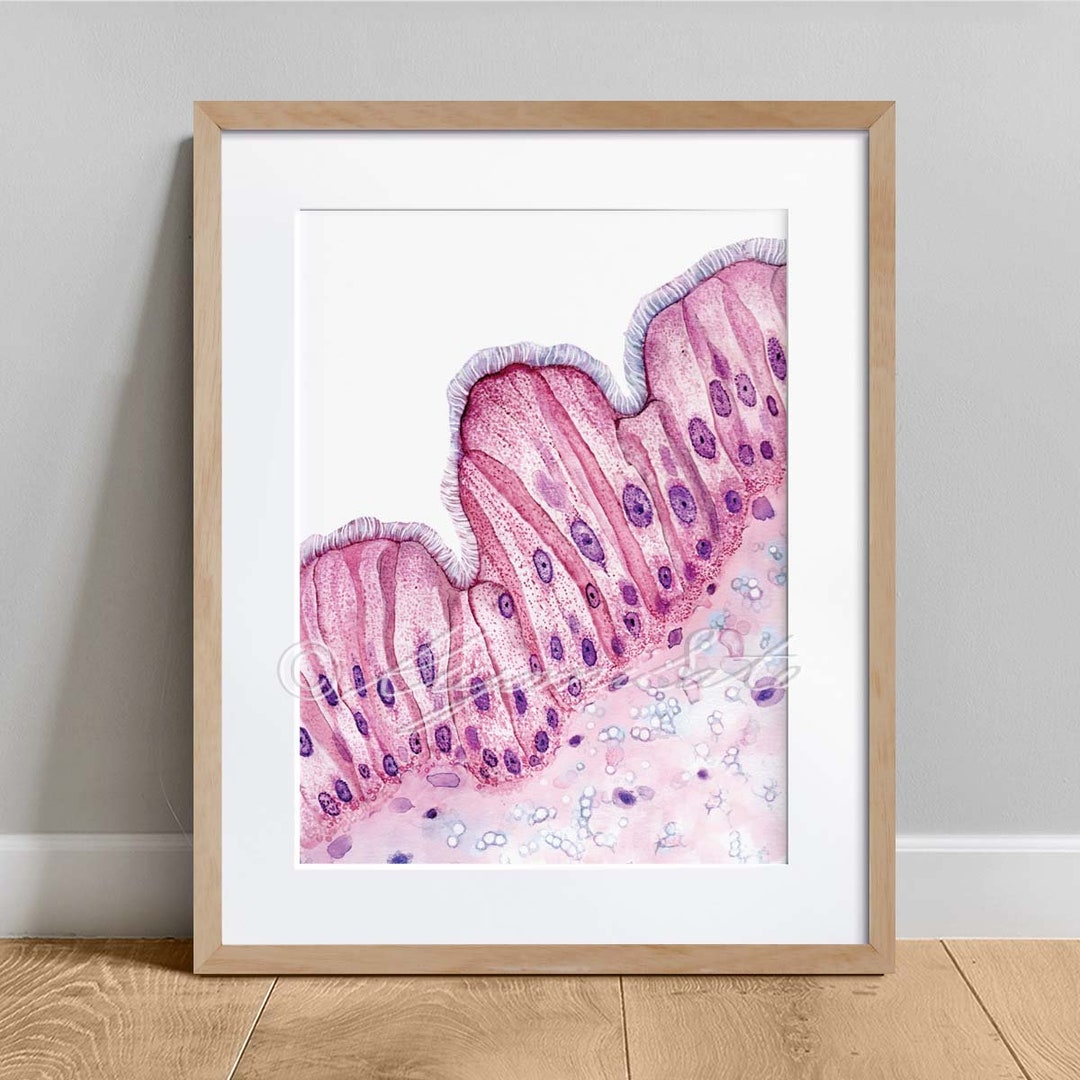 Cat Respiratory Epithelium Histology Art Poster, Veterinary Art, Feline ...