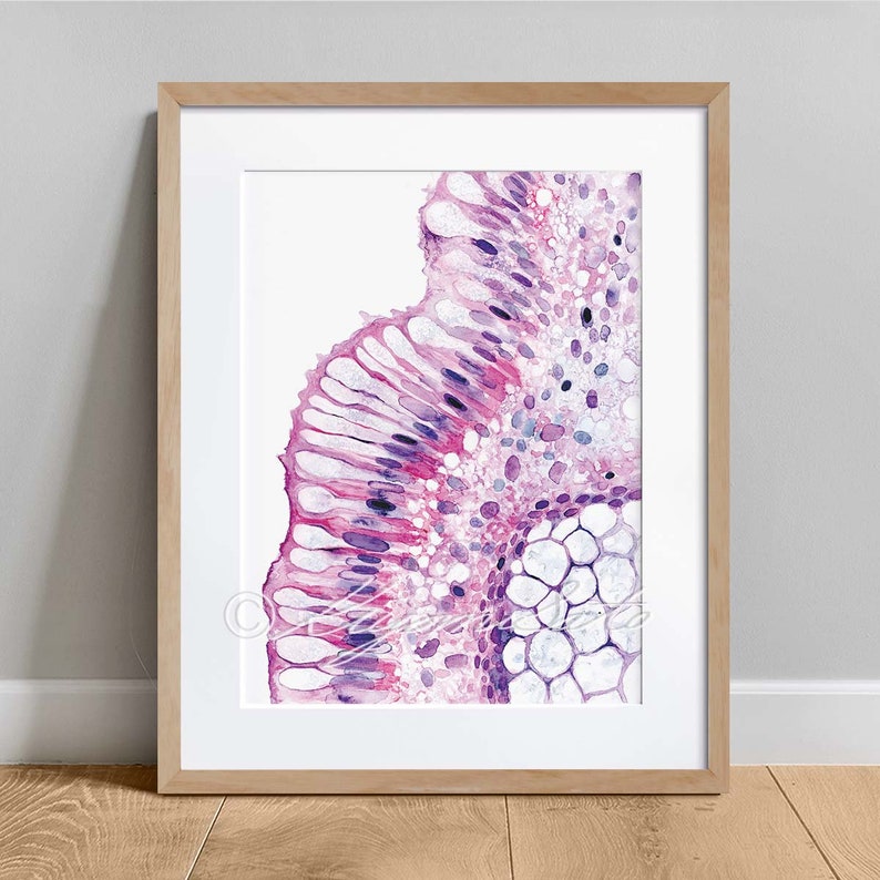 Dog Goblet Cells Histology Art Poster, Veterinary Art, Canine Anatomy ...