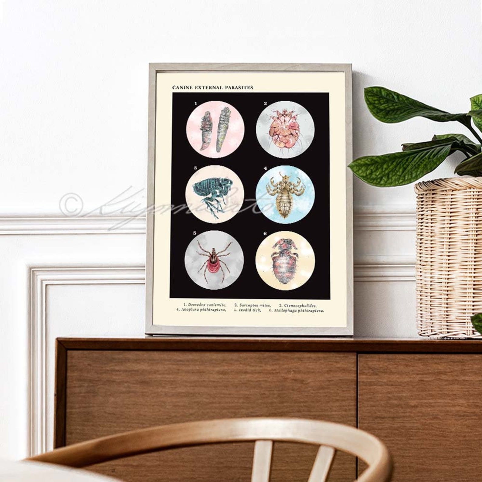 Canine External Parasites Collection, Veterinary Vintage Style Parasite ...