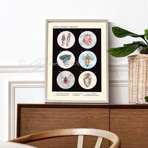 Canine External Parasites Collection, Veterinary Vintage Style Parasite ...