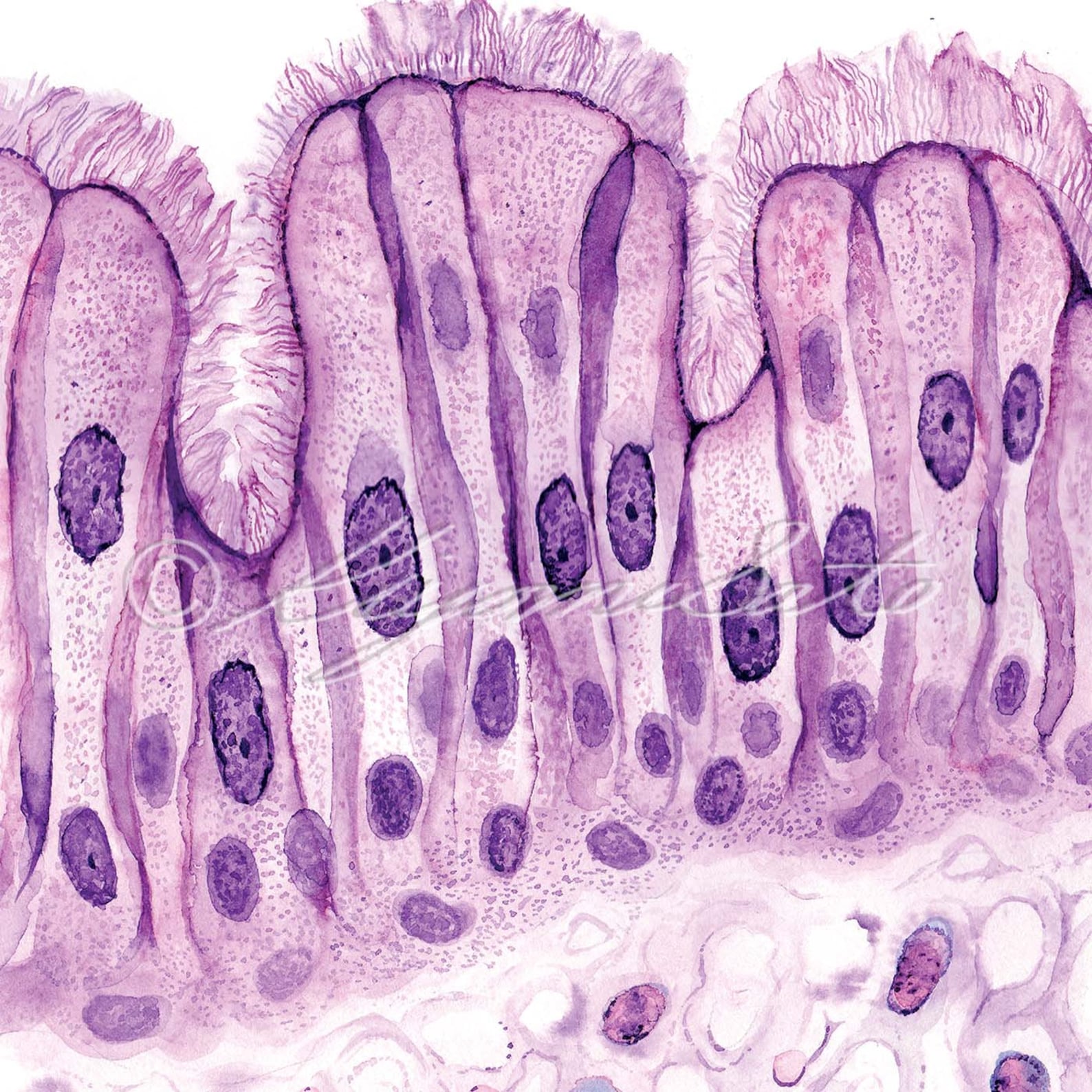 Respiratory Epithelium Histology, Goblet Cells Science Art Decor ...