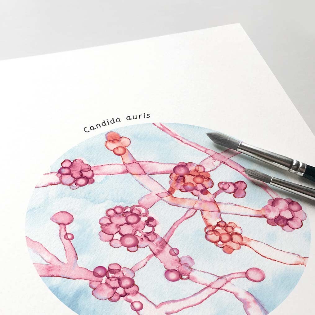 Candida Auris Science Art Print Fungus Art Microbiology Art - Etsy