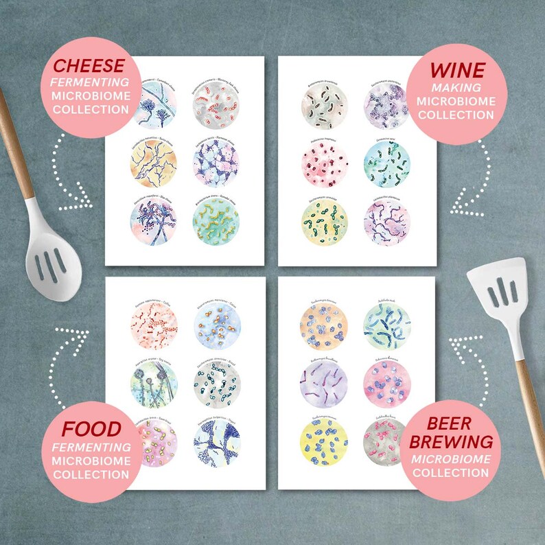 Food Microbiology Art for Kitchen 4 Poster Set Microbe - Etsy