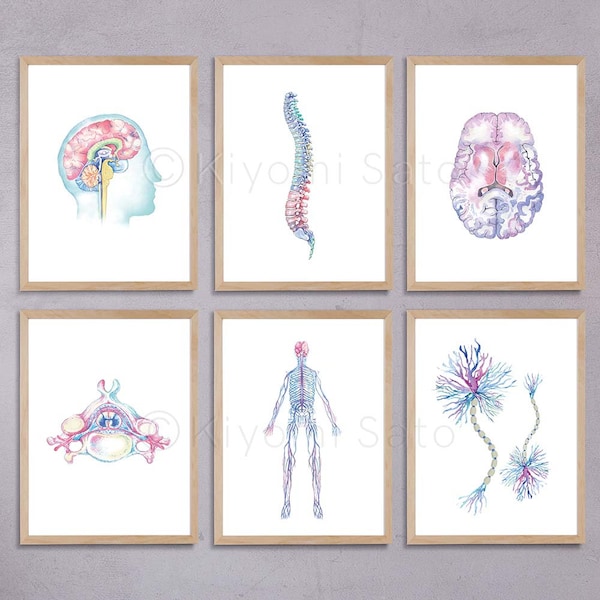 Anatomy Poster Nervous System - Etsy Anatomy Poster Nervous System - Etsy