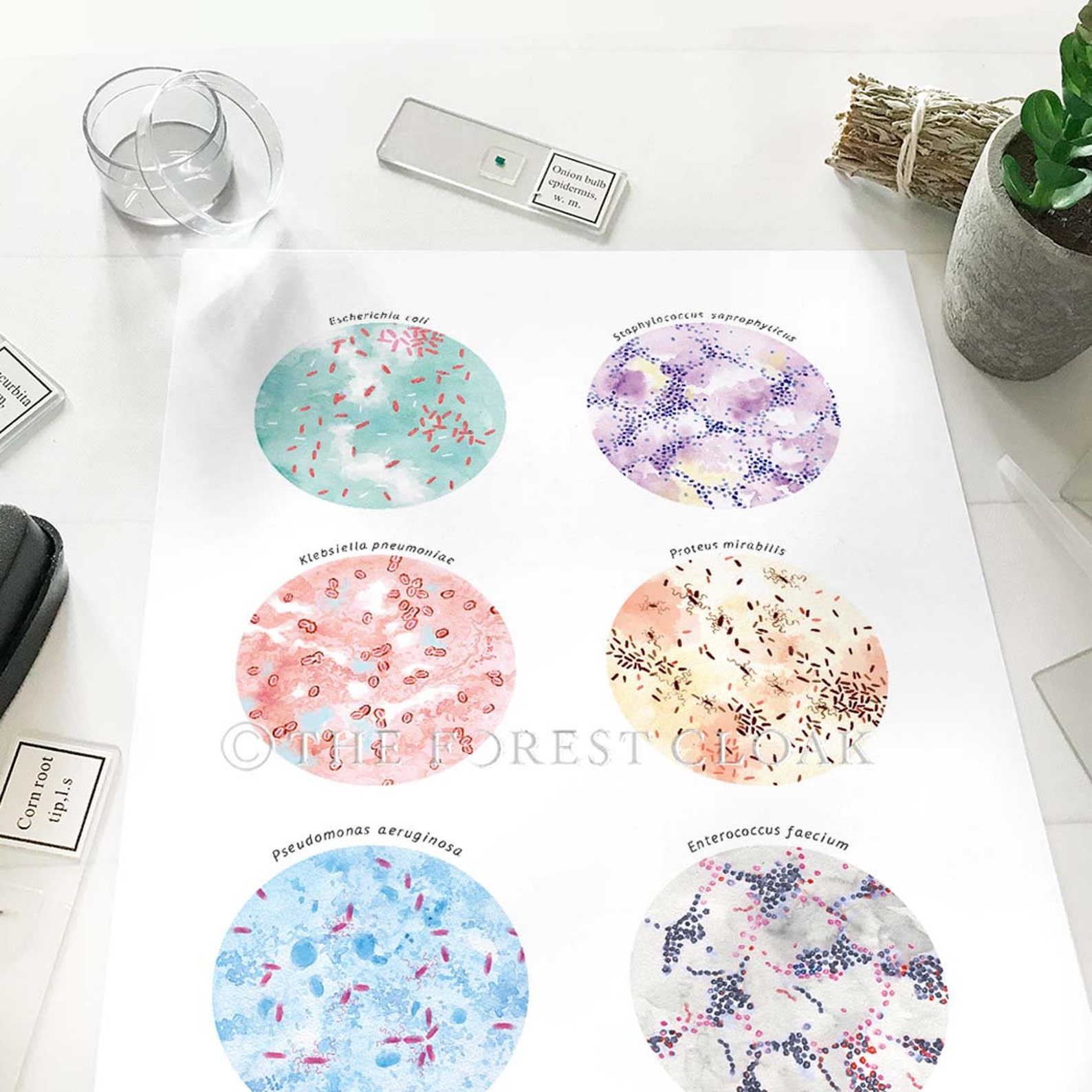 UTI Causing Bacteria Collection, Microbiology Poster, Science Art Print ...