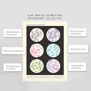 Wine Making Microbiome Collection Poster, Vintage Style Bacteria Fungi ...