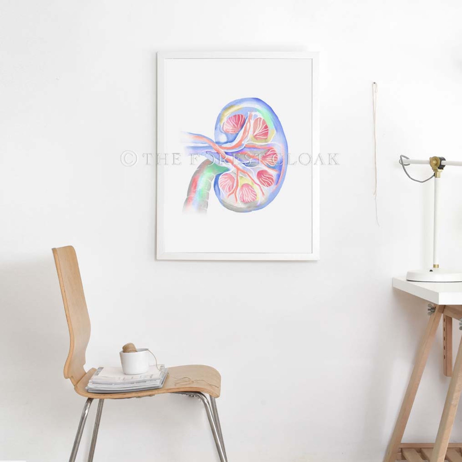 Feline Kidney Anatomy Art Print Veterinary Decor Cat Biology - Etsy