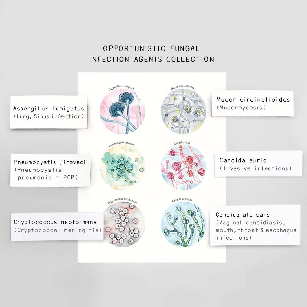 Opportunistic Fungal Infection Agents Collection Art Print - Etsy