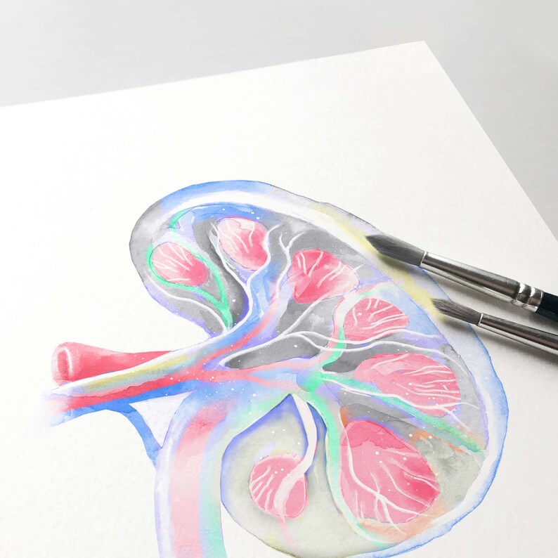 Canine Kidney Anatomy Art Print Veterinary Decor Dog Biology - Etsy