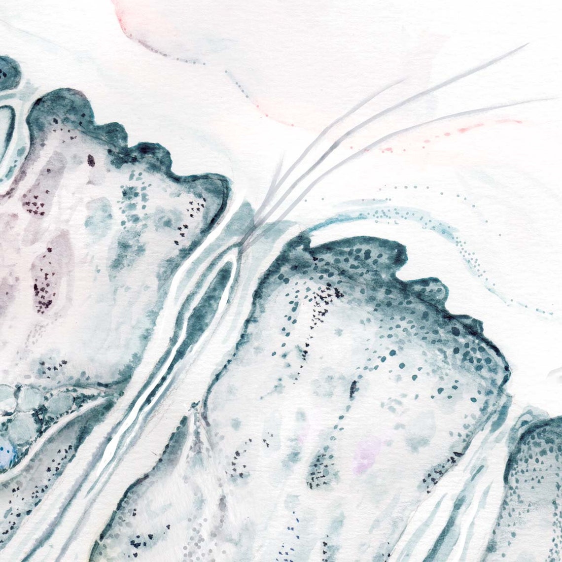 Dog Hair Follicle Histology Art, Veterinary Histology Art, Canine ...
