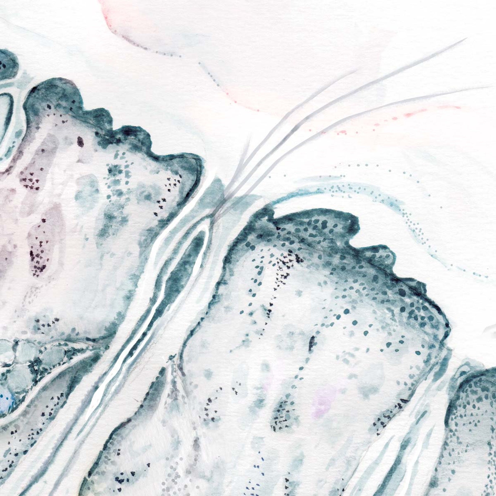 Dog Hair Follicle Histology Art, Veterinary Histology Art, Canine ...