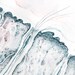 Dog Hair Follicle Histology Art Veterinary Histology Art - Etsy