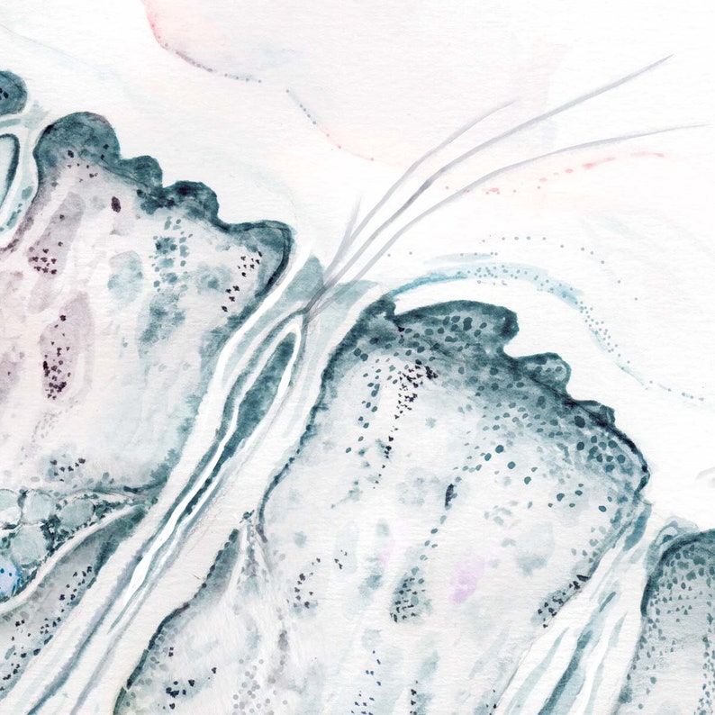 Dog Hair Follicle Histology Art, Veterinary Histology Art, Canine ...