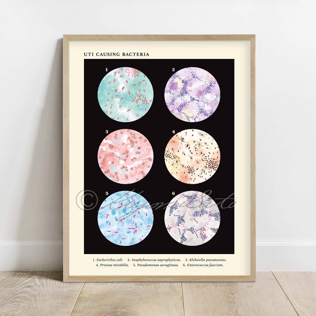 UTI Causing Bacteria Collection, Vintage Style, Microbiology Poster ...