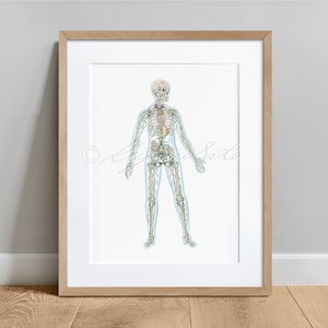 Lymphatic System Art Poster, Science Art, Biology Watercolor, Human ...