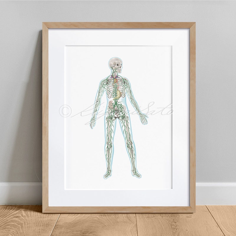 Anatomy of Lymphatic System Poster - Etsy