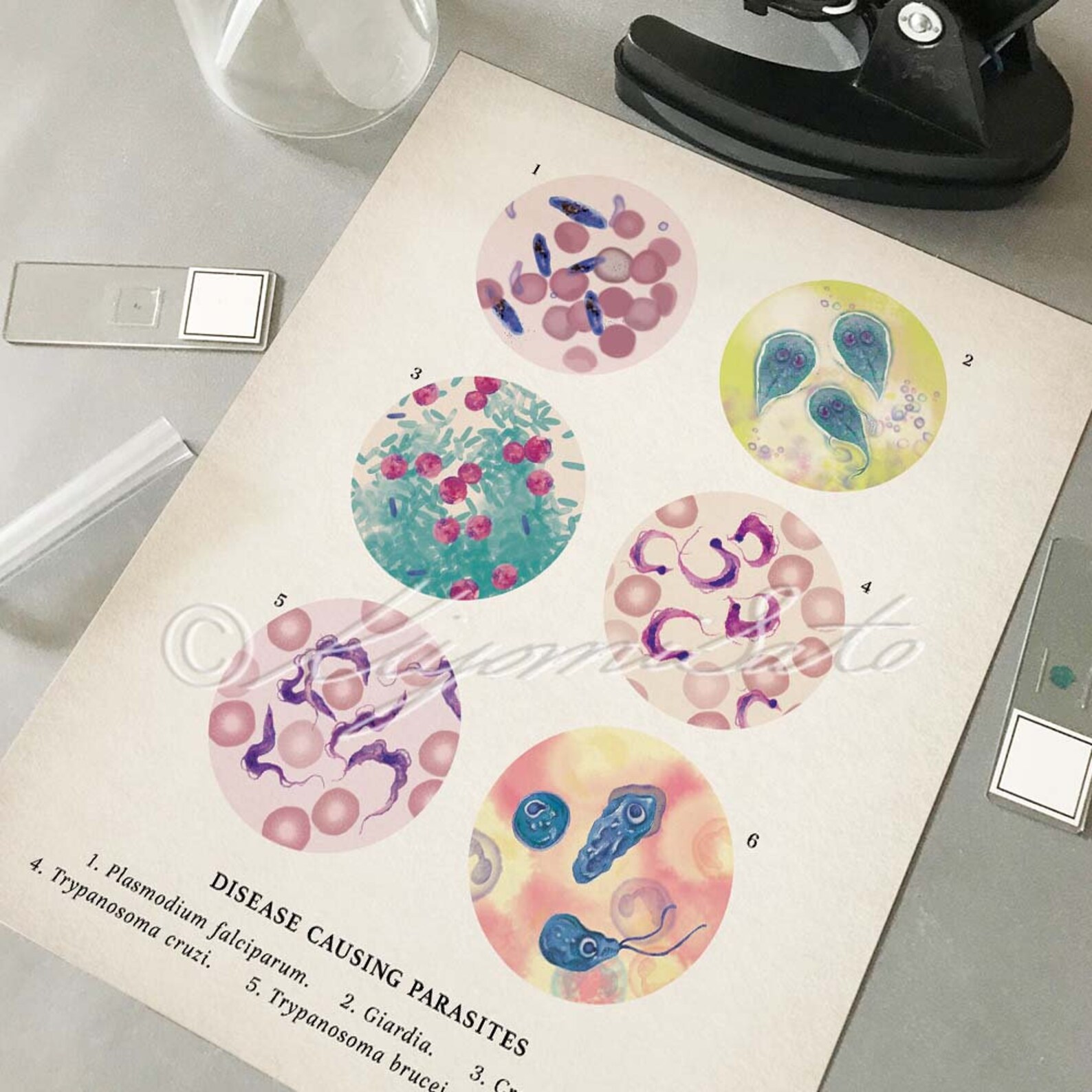 Disease Causing Parasite Collection, Old Academia Style Science Art ...