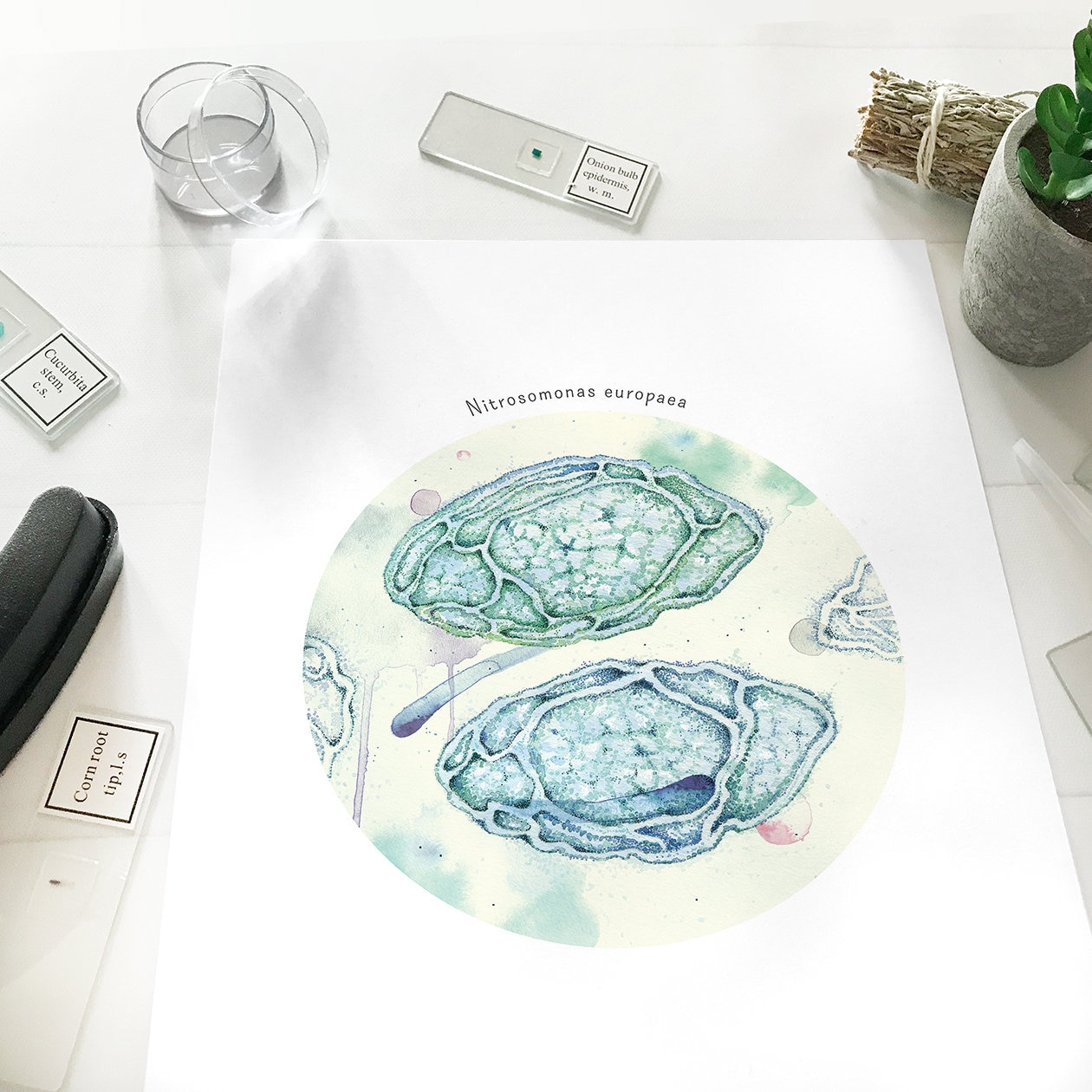 Nitrosomonas Europaea Science Art Print Bacteria Poster - Etsy