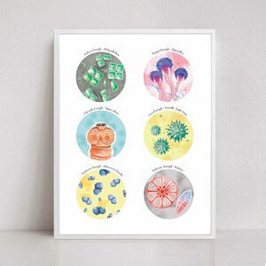 Six Types of Microorganisms Examples Molecular Biology - Etsy