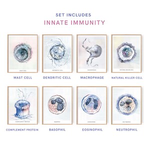 Immune System 12 Posters Set, Immunology Innate Immunity Adaptive ...