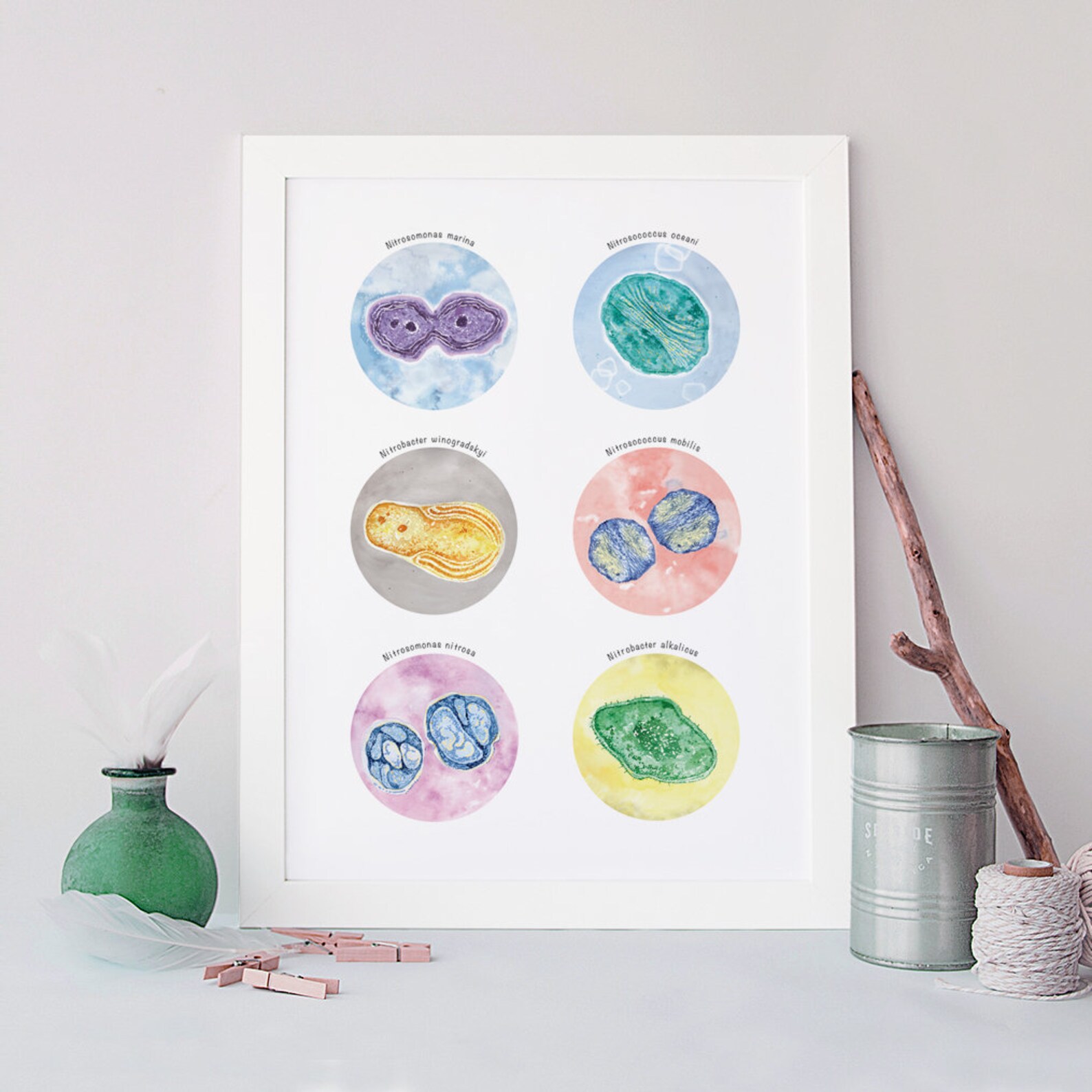 Nitrifying Bacteria Collection Science Art, Print, Poster, Wall Decor ...