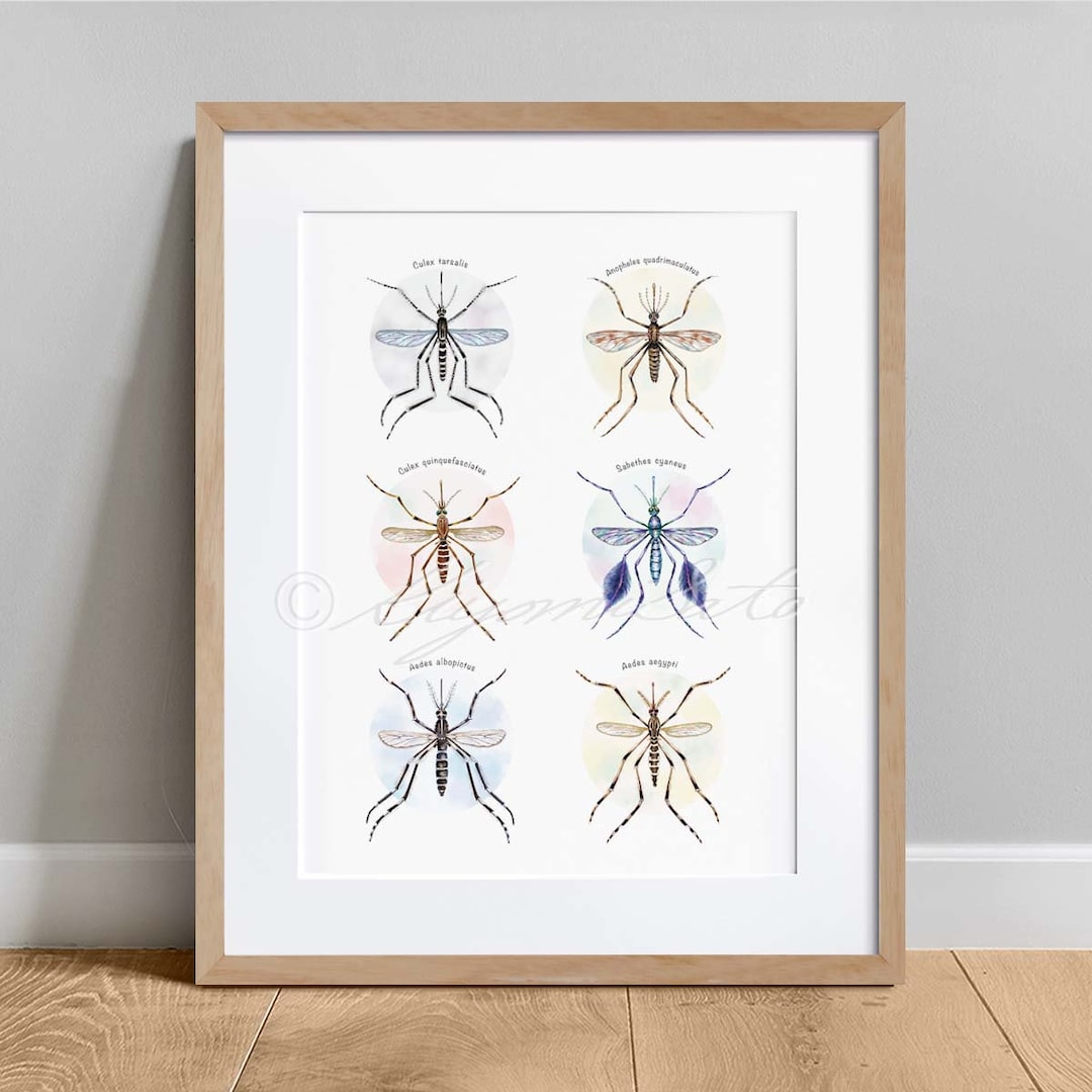 Mosquito Collection Poster, Microbiology Art, Pathogen Vector Arthropod ...