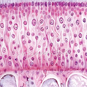 Dog Olfactory Epithelium, Dog Nasal Cavity Histology, Canine Anatomy ...