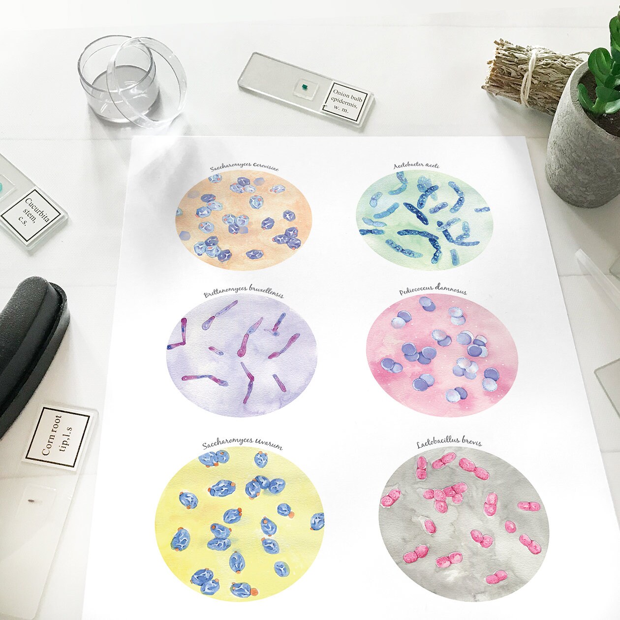 Brewing Microorganism Collection, Microbiology Poster, Science Art ...
