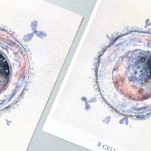 B Cell, Antibodies Adaptive Immunity Art Print, Antibodies White Blood ...