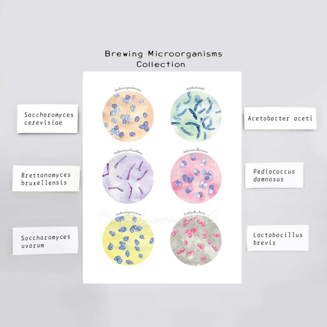 Brewing Microorganism Collection, Microbiology Poster, Science Art ...