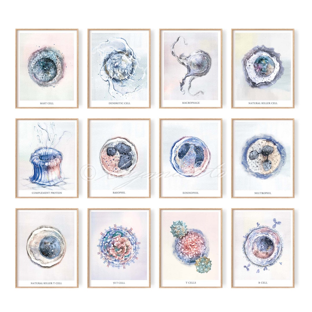 Immune System 12 Posters Set, Immunology Innate Immunity Adaptive ...