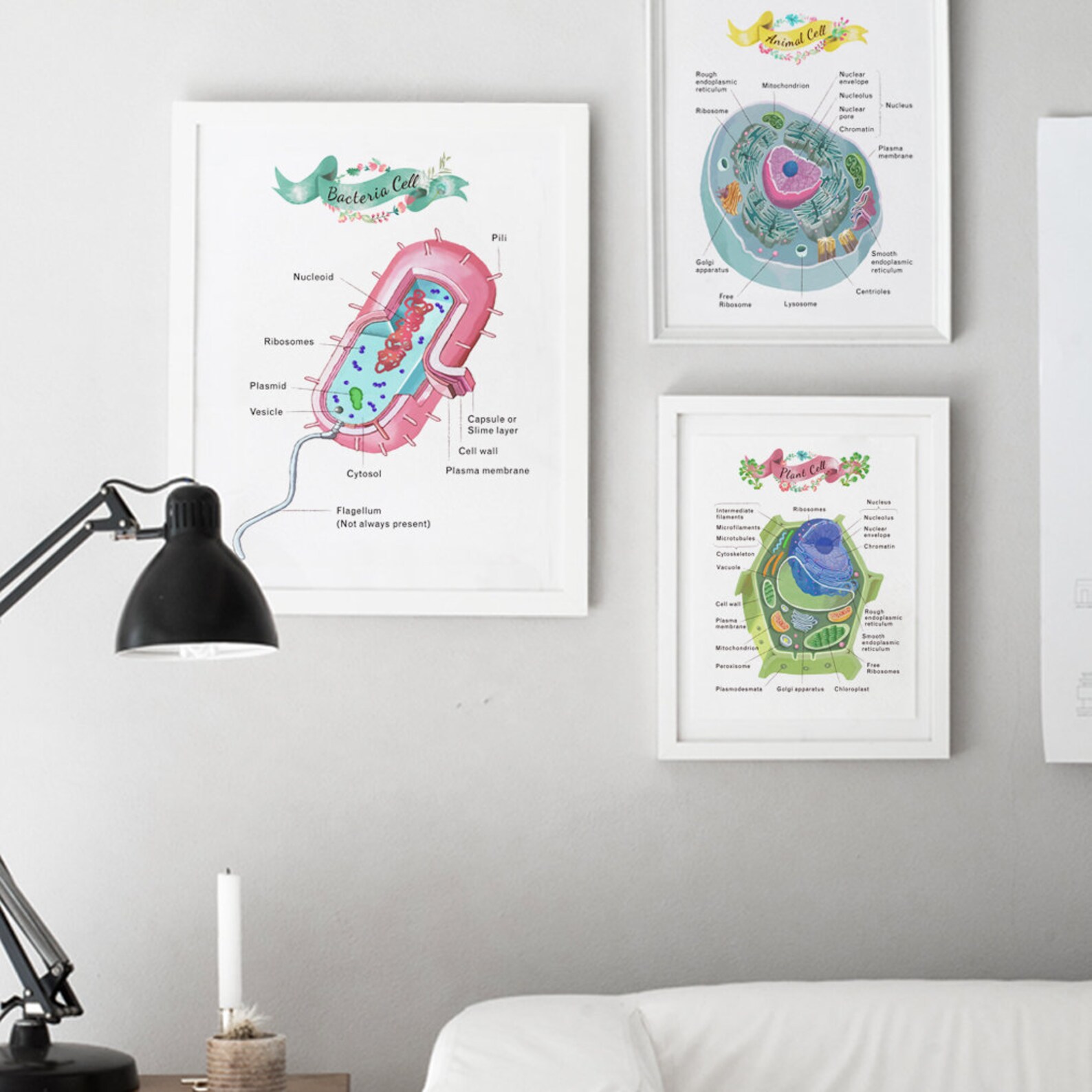 Bacteria Cell Cross Section Poster, Print, Wall Decor, Microbiology ...