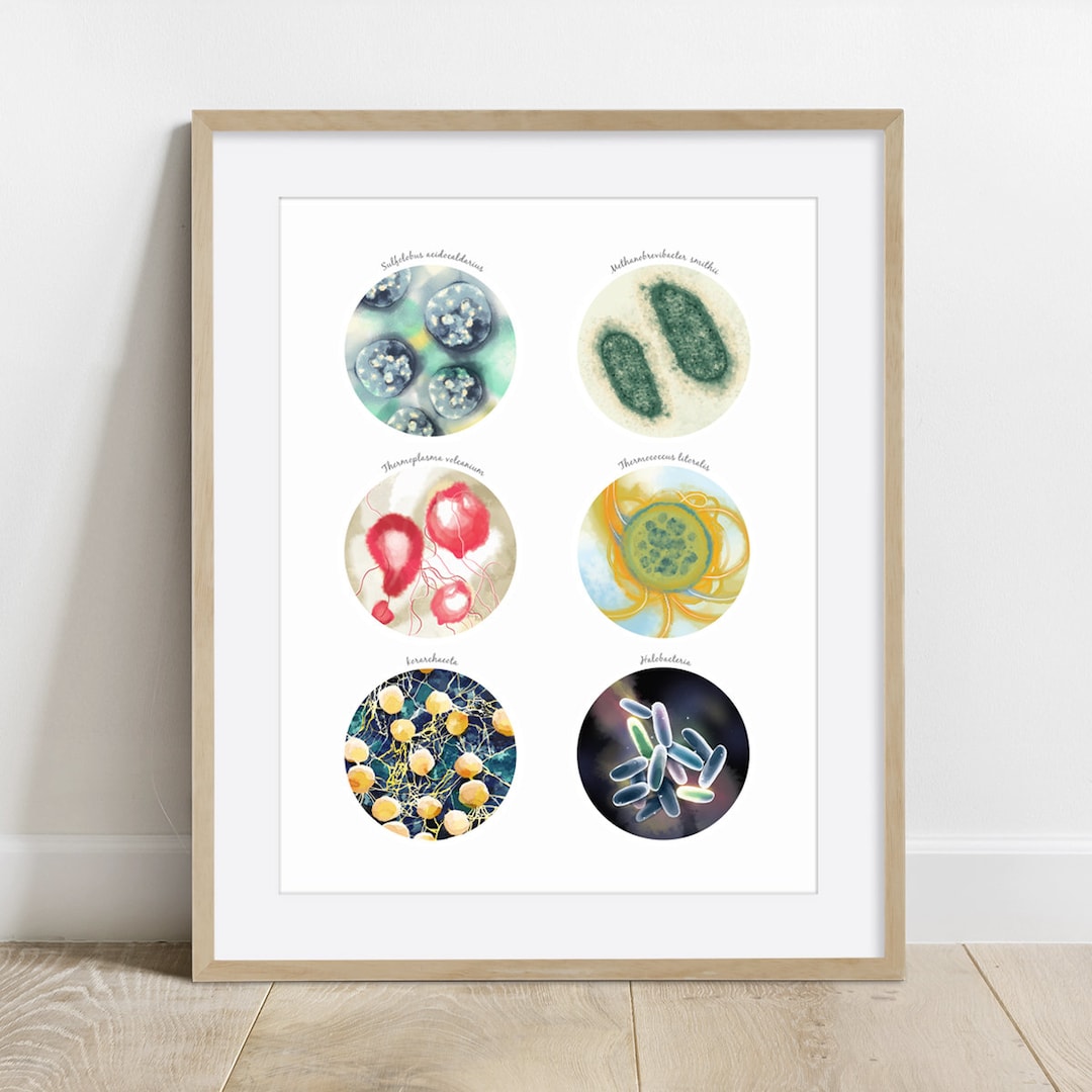 Ancient Bacteria Collection Art, Archaea, Archaebacteria, Science Art ...