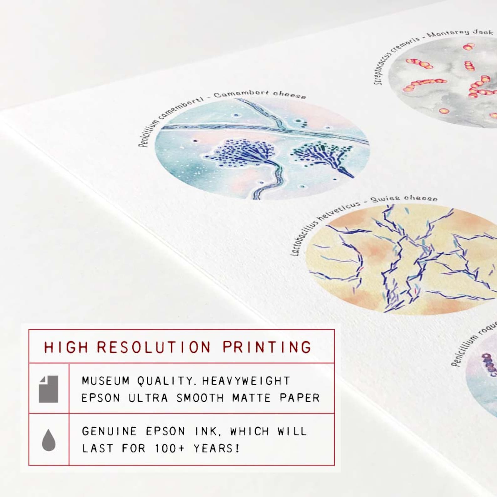 Food Microbiology Art for Kitchen 4 Poster Set Microbe - Etsy