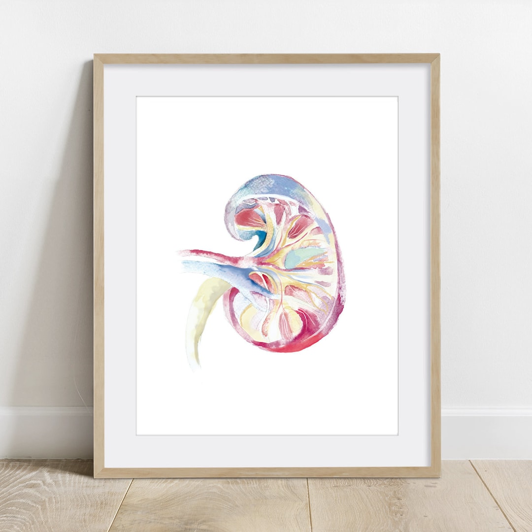 Human Kidney Watercolor Painting Poster, Science Art, Biology Anatomy ...