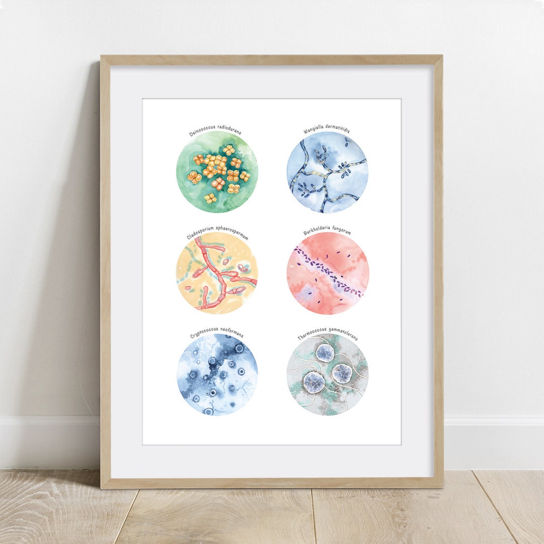 Radiotrophic Microorganisms Collection Art Poster, Science Art Print ...