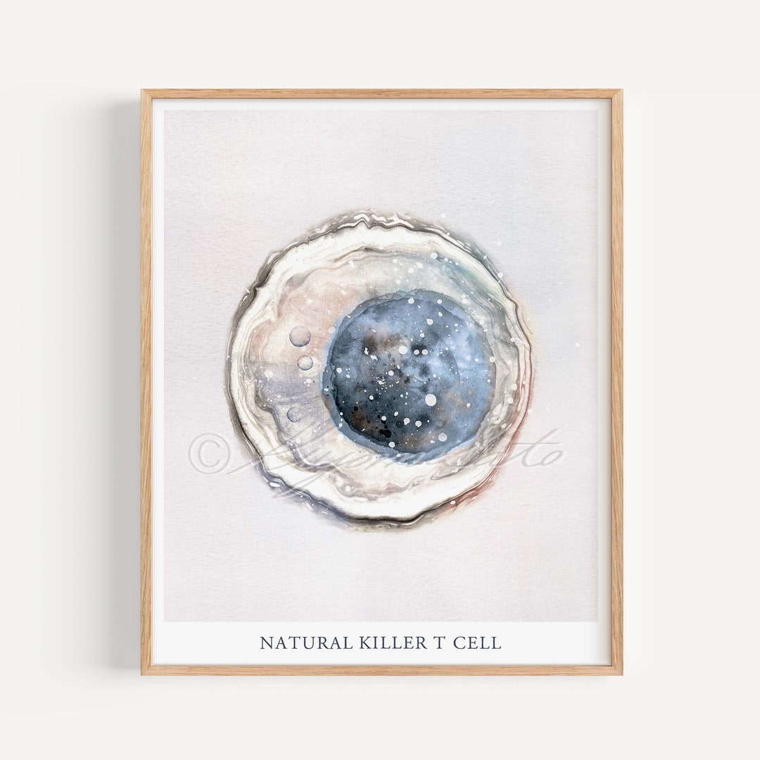 Natural Killer T Cell, Innate Immunity Adaptive Immunity Art Print ...