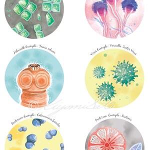 Six Types of Microorganisms Examples, Molecular Biology, Microbiology ...
