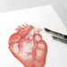 Human Anatomical Heart Poster Science Art Cardiovascular - Etsy