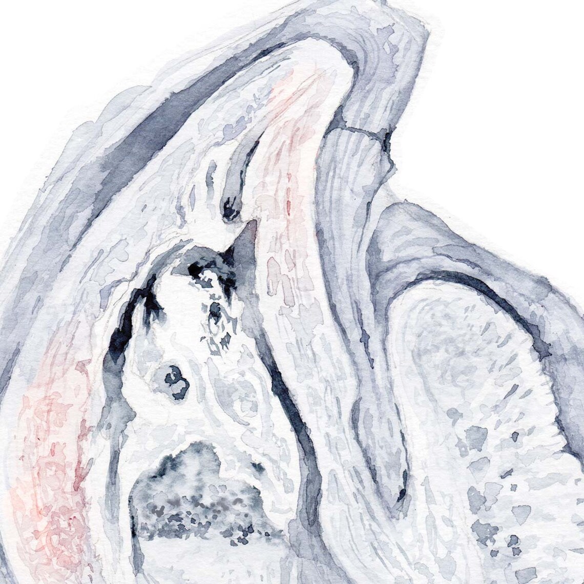 Pup Claw Histology Art, Veterinary Histology Art, Canine Anatomy Art ...