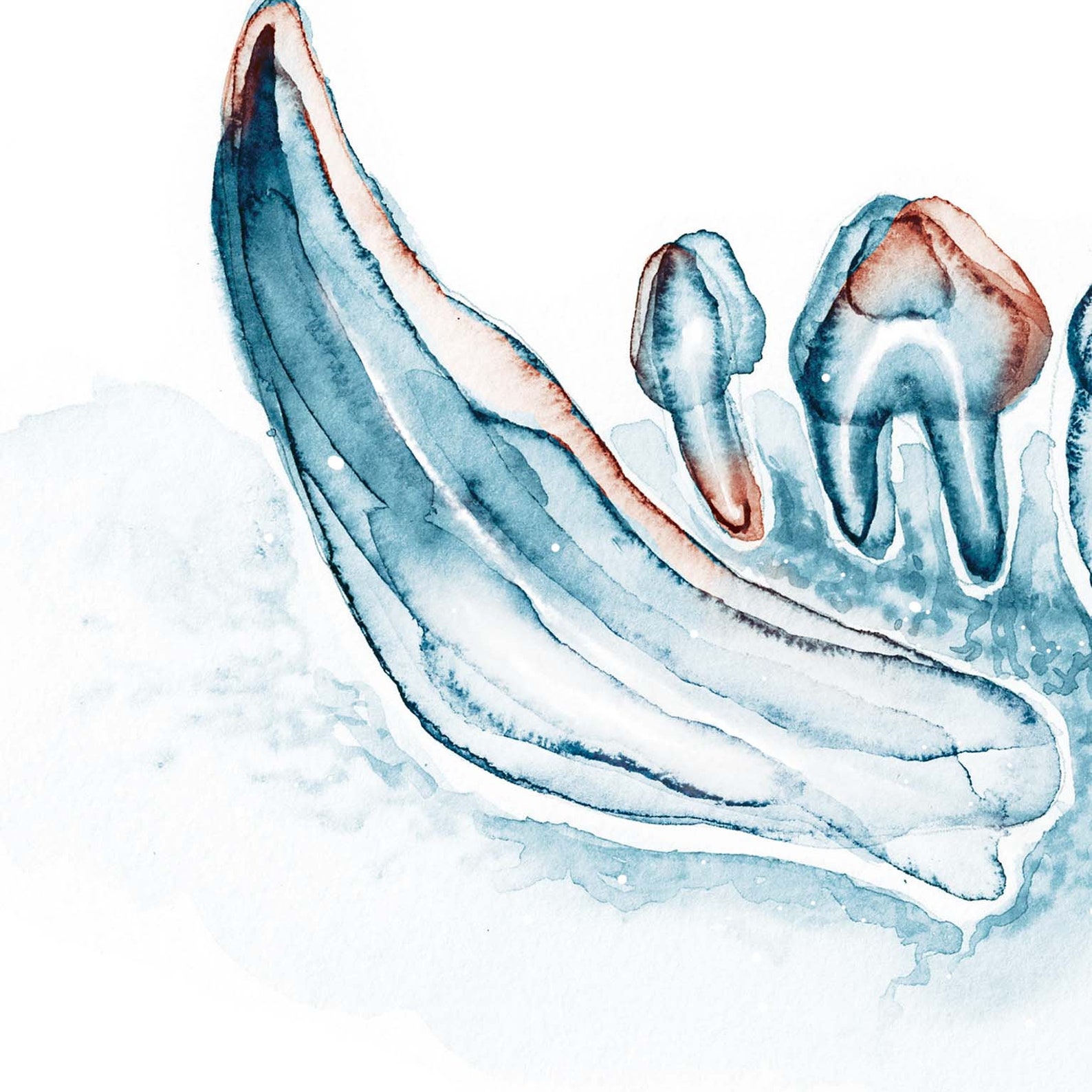 Endodontics Dentistry Art Tooth Poster, Vet Dental Print, Dog Cat Vet ...