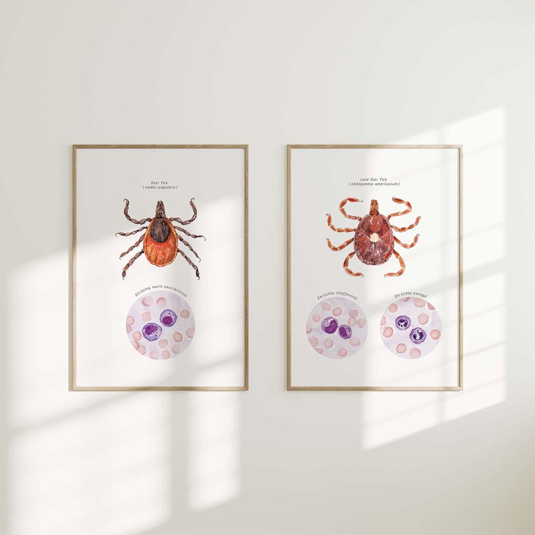 Lone Star Tick and Deer Tick Vector Ehrlichiosis Bacteria Illustrations ...