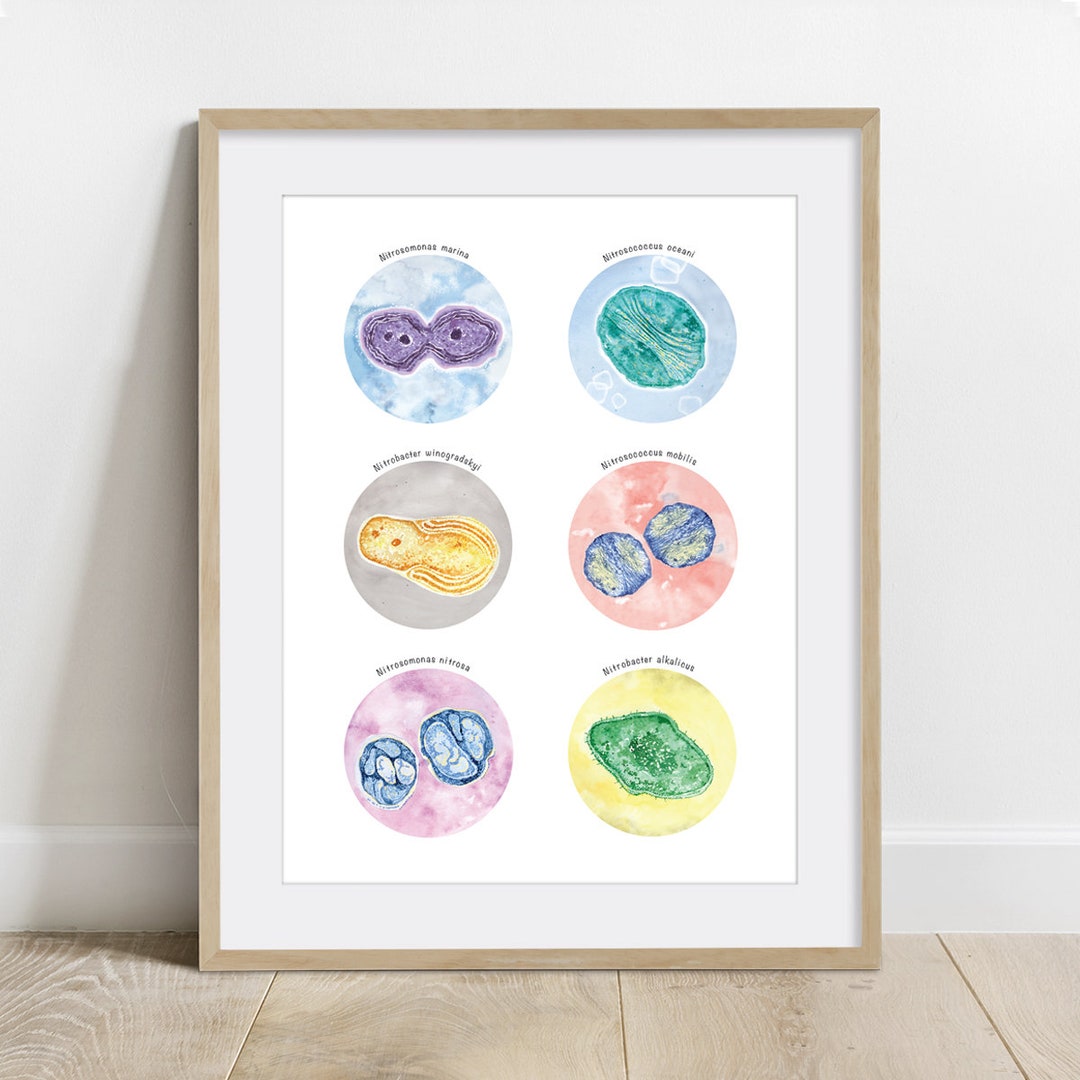 Nitrifying Bacteria Collection Science Art, Print, Poster, Wall Decor ...