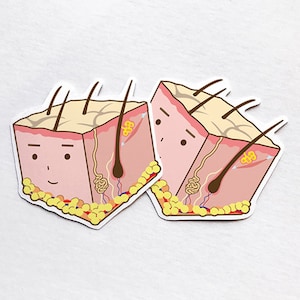 Skin Cell Vinyl Sticker, Unique Science Decal, Dermatology, Biology ...