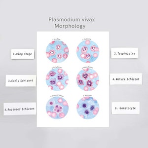 Plasmodium Vivax Morphology, Science Art Print, Malaria Causing ...
