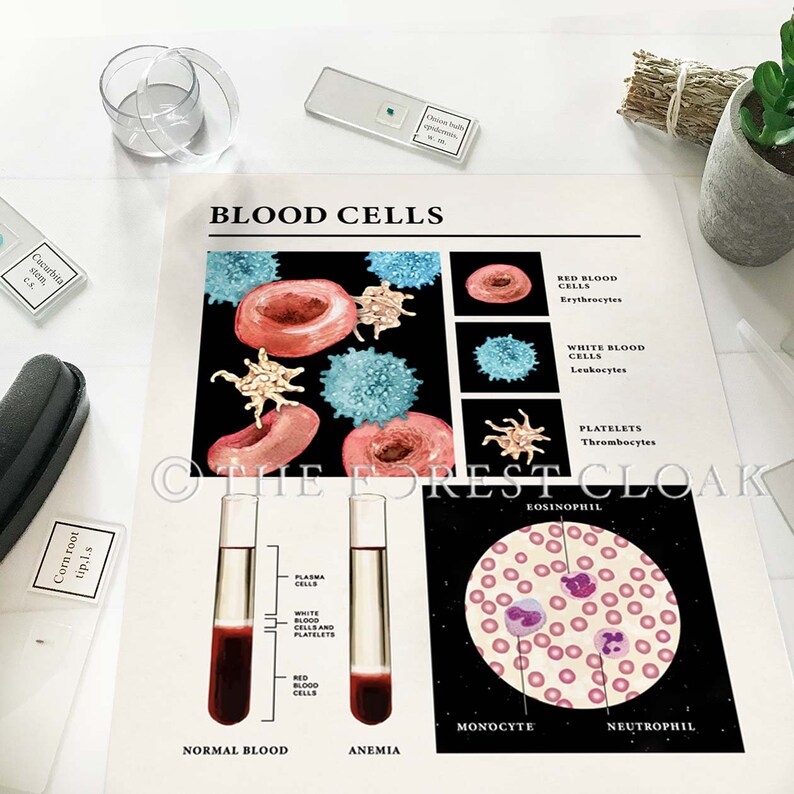 Red Blood Cells Platelets and White Blood Cells Vintage | Etsy